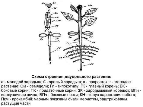Корень. Макро- и микроскопическое строение корня - презентация онлайн