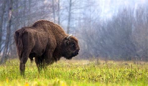 ЗУБР ᐈ Фото и описание