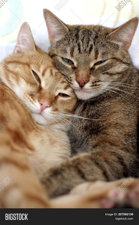 Top 20 two cute cats images that will melt your heart