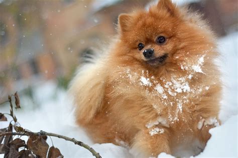собака, собачка, шпиц, в снегу, снег, рыжий, мохнатый, лохматый, играет ...