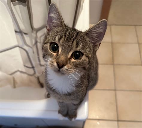 Das ist Minka 🐈 : r/kratzbaum