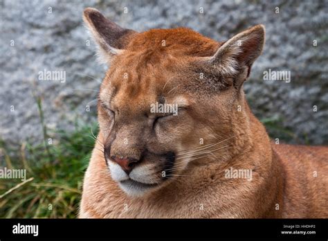 close, big, large, enormous, extreme, powerful, imposing, immense ...