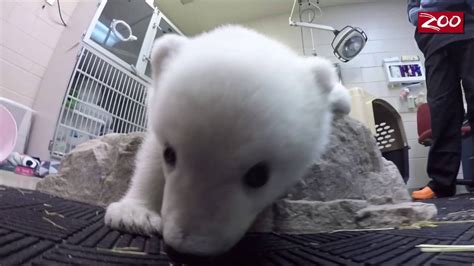 Polar bear Nora - YouTube