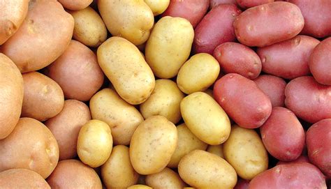 Купить картофель Чебаркуль 🥔 - свежий, большой, крупный, мелкий ...