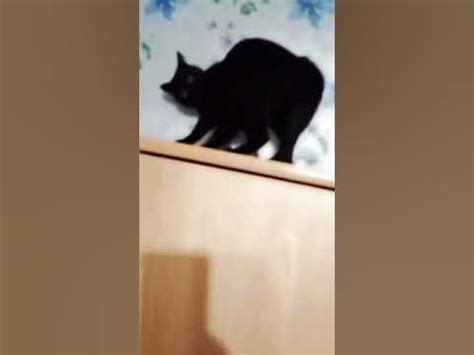 🐈‍⬛Мадам Кошкина🐈‍⬛ - YouTube