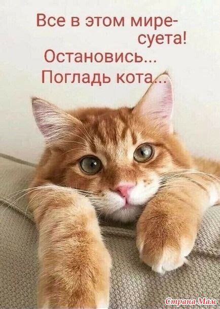 Котоюмор - 11 - ВЯЗАНАЯ МОДА+ ДЛЯ НЕМОДЕЛЬНЫХ ДАМ - Страна Мам ...