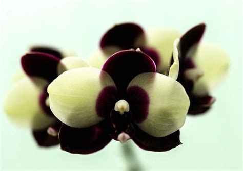 Phal. Mituo Diamond Panda / Орхидеи