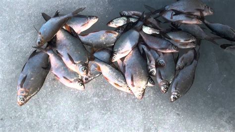 Зимняя рыбалка на Минском море/Winter Fishing at Minsk Sea - YouTube