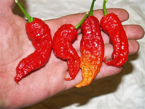 Острый перец Jay's Ghost Scorpion Red