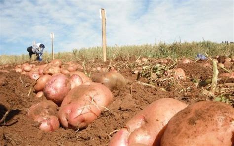 Картофель Ирбитский: описание сорта, фото, отзывы, урожайность, посадка ...