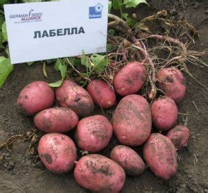 Сорт картофеля «Лабелла» – описание и фото