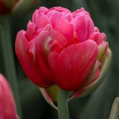 Renown Unique:Single Late Tulip Bulbs:Tulips.com