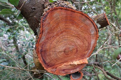 Гевея дерево (72 фото) - 72 фото