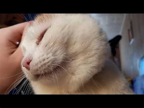 Кот мурчит - YouTube