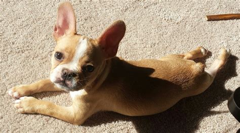 Frogdog in the sun! : frogdogs