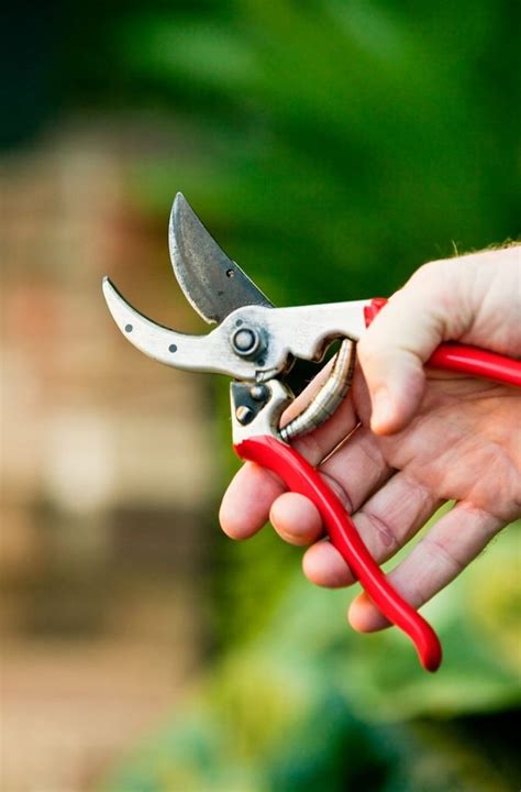 Садовые ножницы: 110 фото приспособлений для обработки травы и веток