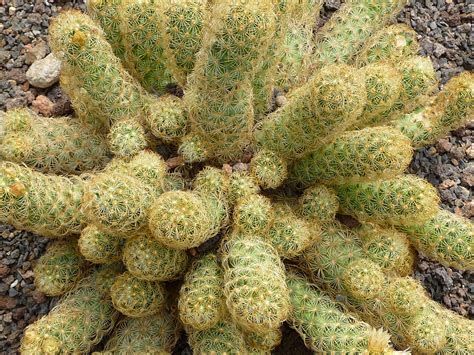 Mammillaria elongata: cuidados, características e dicas de cultivo