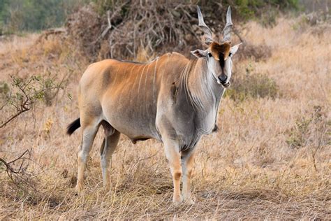 Pin von KrabbelKrappies auf Animals | Vieh