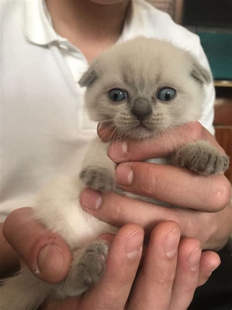 Кошенята,котята британці скоттиш-фолд(висловухі): 2 700 грн. - Коти ...