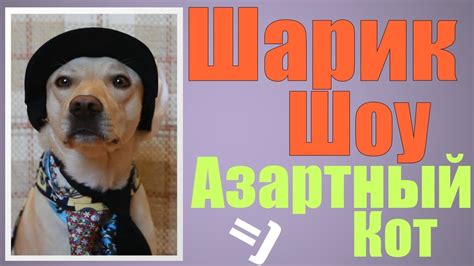 Шарик Шоу - Азартный Кот (выпуск 27) - YouTube