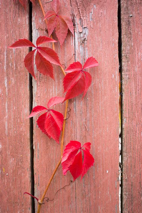 Parthenocissus quinquefolia, известный как лиана вирджиния виктория ...