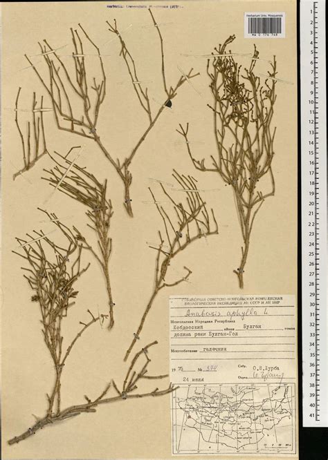 MW0176768, Anabasis aphylla (Анабазис безлистный), specimen