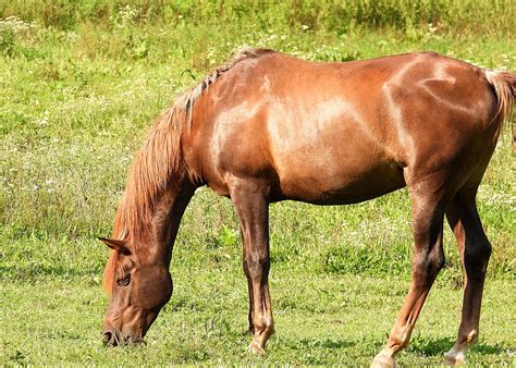 Equus Ferus Caballus Imagen Foto Animales Animales
