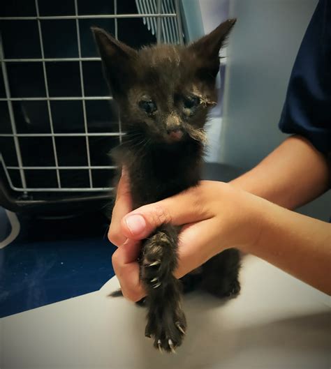 ¡Hola, soy Tabú! Puedes adoptarme en Felinos Bilbao