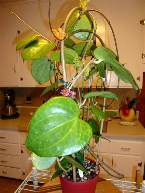 H. balaensis 0101014 | Vermont Hoyas