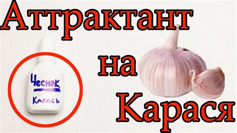 Чесночный Ароматизатор на Карася в домашних условиях - YouTube