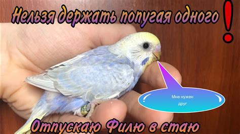 Можно ли держать попугая одного? Нужно ли покупать попугаю друга? - YouTube