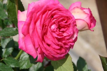 Купить саженцы Цикламен П'єр де Ронсар (Cyclamen Pierre de Ronsard ...