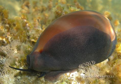 Cypraeidae Gastropoda | Tassonomia Cypraeidae Gastropoda Natura ...