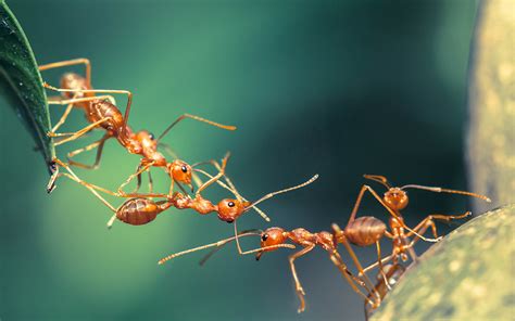 Why Do Ants Come In the House In Winter?