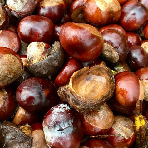 Conker Nut