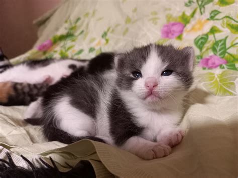 Котятам 18 дней | Пикабу