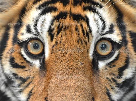 Siberian Tiger Eye
