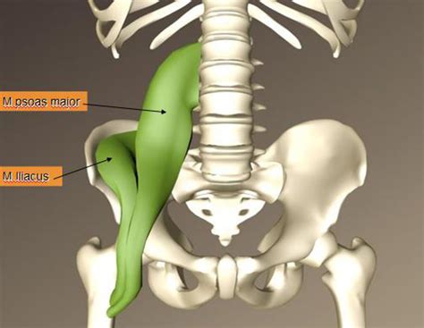 Iliopsoas – Wir bringen Dich INBESTFORM.