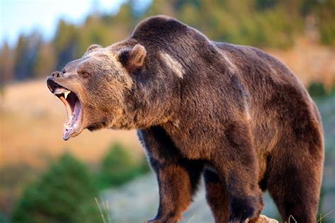 wildlife, 2K, Grizzly bear, bears, animals, Grizzly Bears HD Wallpaper