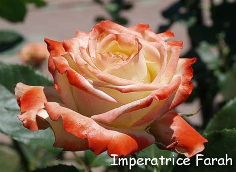 Imperatrice Farah