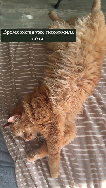 Ох уж эти сытые котики! #cat #рыжийкот #кот #котики #котик #юмор # ...