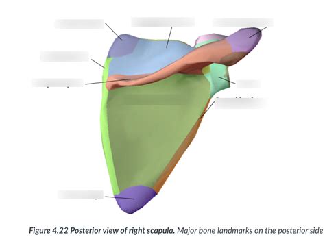 Scapular Bone Posterior Landmarks Diagram | Quizlet
