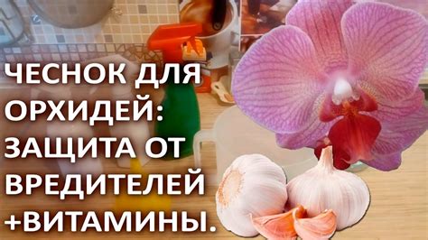 ЧЕСНОК ДЛЯ ОРХИДЕЙ: ЗАЩИТА ОТ ВРЕДИТЕЛЕЙ И ВИТАМИНЫ - YouTube