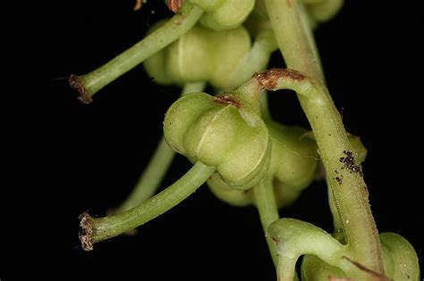 Orthilia secunda (one-sided-shinleaf): Go Botany