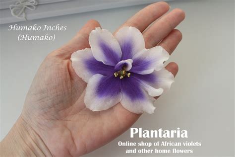 Humako Inches (Humako) – Plantaria – Online shop of African Violets ...