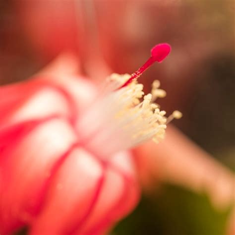 Focus On Flowers Images - Free Download on Freepik