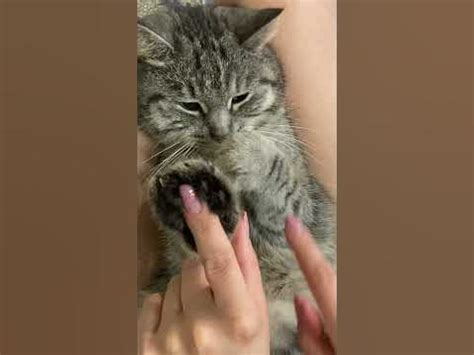 Киска, покажи коготочки #котики #кошки #животные #милота #рек #топ # ...
