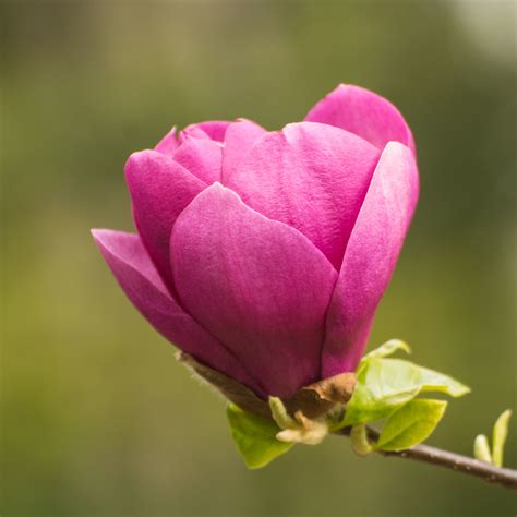 Magnolia Cleopatra kopen | Tuinplantenonline.nl