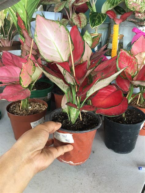 Aglaonema super red, Furniture & Home Living, Gardening, Plants & Seeds ...