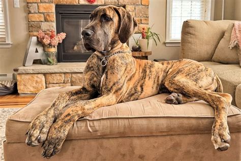 Hunderassen-Lexikon: Die Deutsche Dogge — confidu